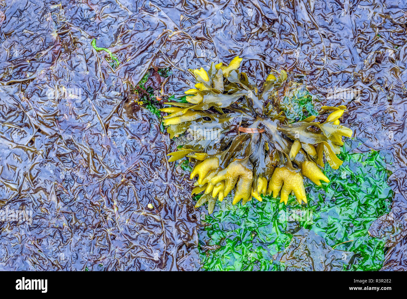 Northern Rockweed (Fucus distichus) and Ulvakes at low tide, Botanical ...
