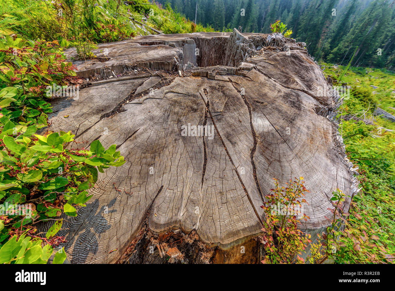 Vancouver island deforestation hi-res stock photography and images - Alamy