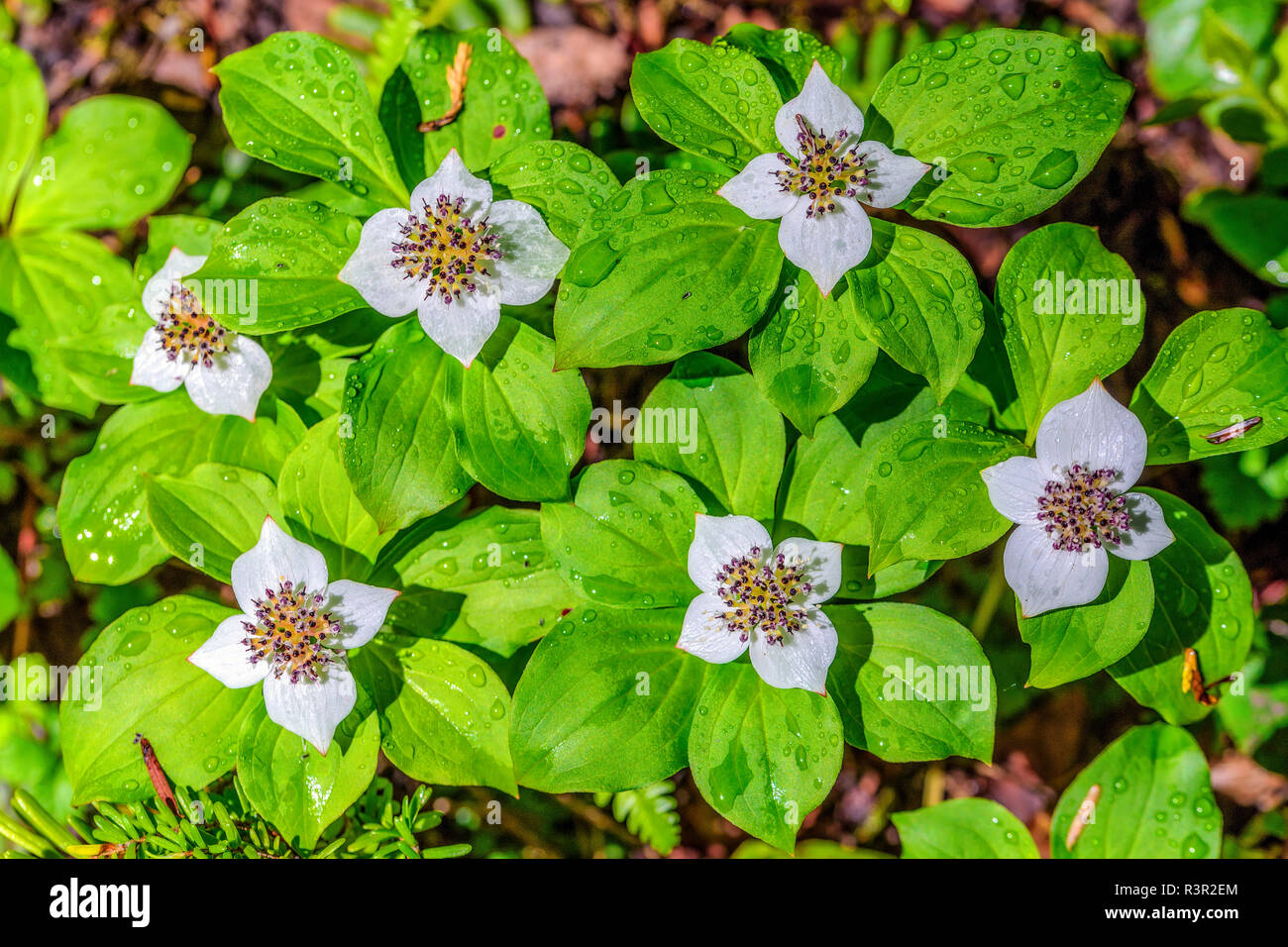 Canadian National Flower