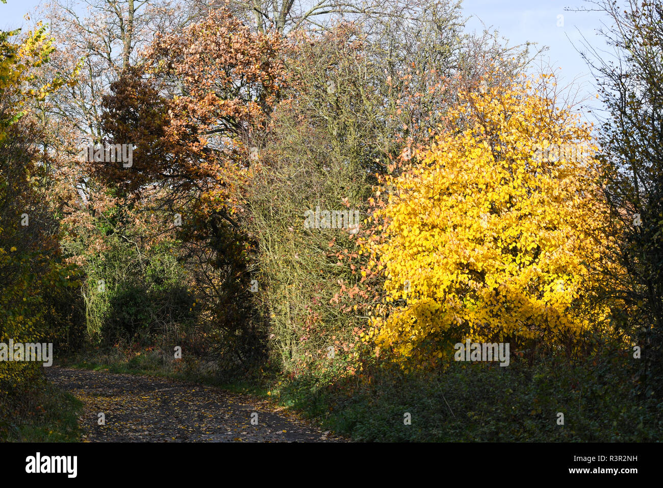 trees in autumn colour in leicestershire Stock Photo - Alamy