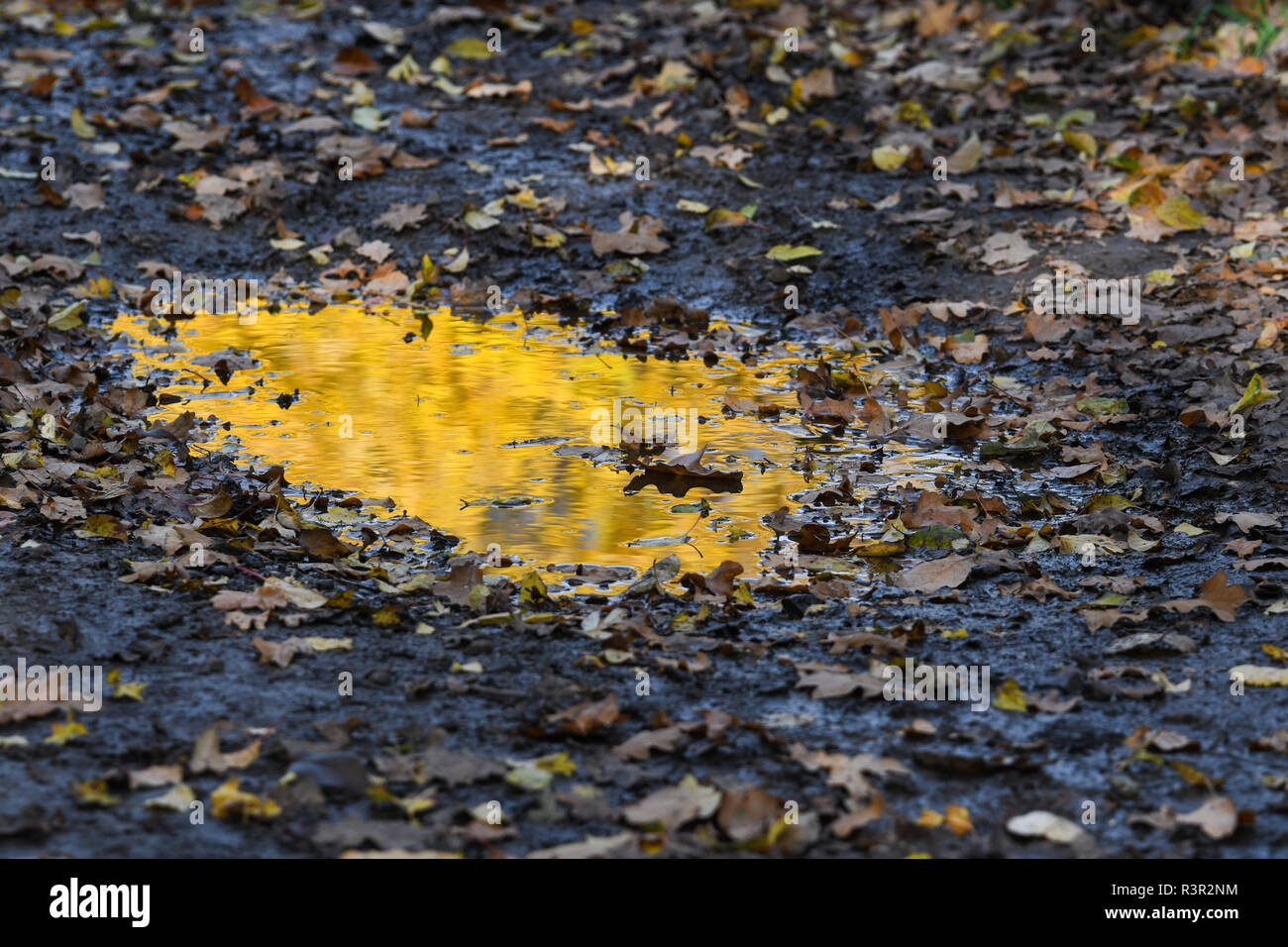 Rain puddle soil hi-res stock photography and images - Alamy