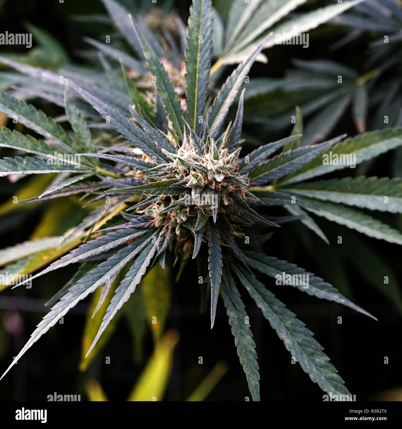 Low tetrahydrocannabinol hi-res stock photography and images - Alamy