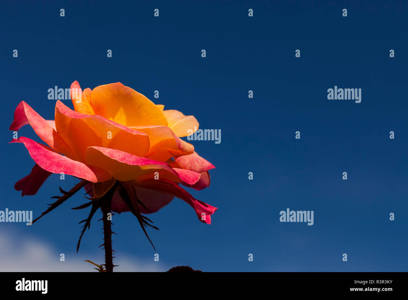 Yellow rose side view flower hi-res stock photography and images - Alamy