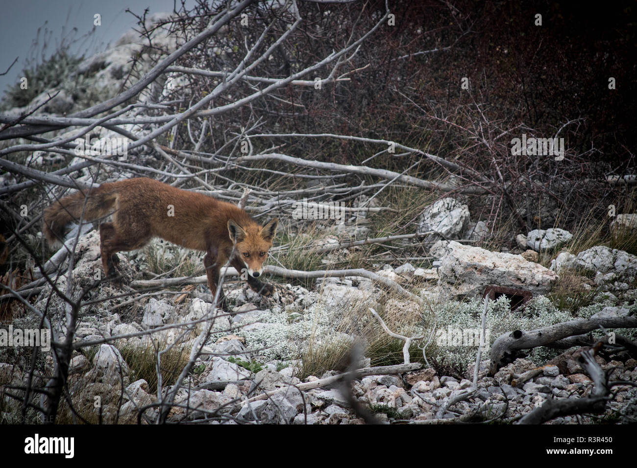 Fox on the mountain, Athens Greece Parnitha Stock Photo - Alamy