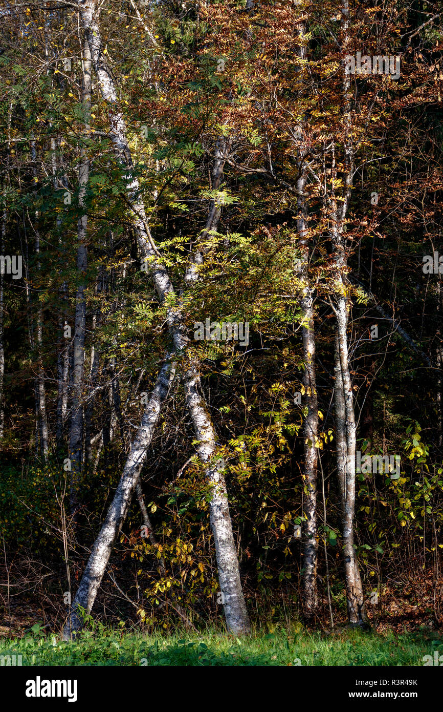 A deciduous hardwood birch tree (Betula) forest on the outer reaches of ...