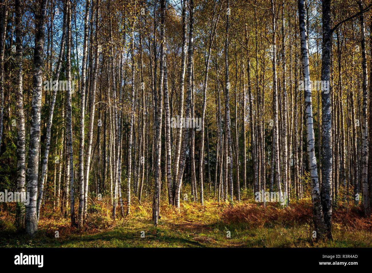 Deciduous forest hardwood hi-res stock photography and images - Alamy