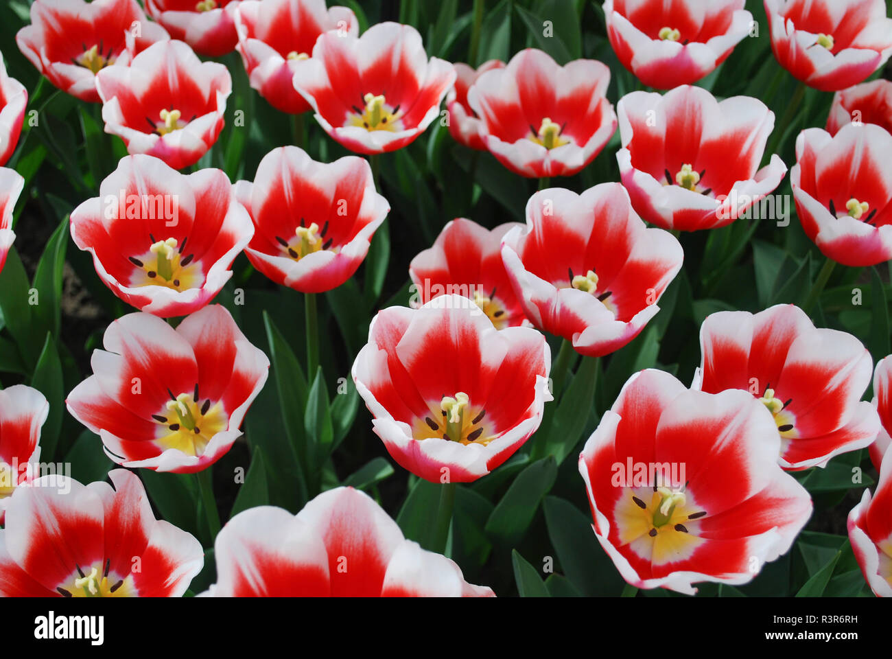 Tulip Dutch Design® (Triumph Group) grown in the park. Spring time in ...