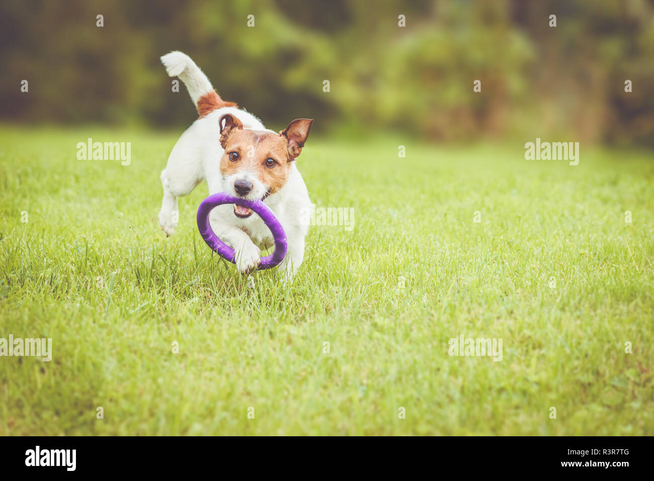 Backyard workout hi-res stock photography and images - Alamy