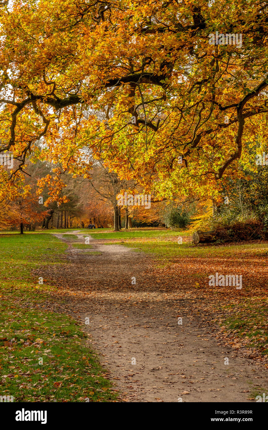 Woodland path to lake hi-res stock photography and images - Alamy
