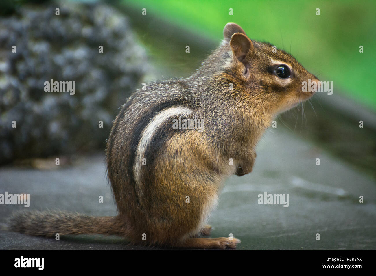 Chipmunk tail hi-res stock photography and images - Alamy