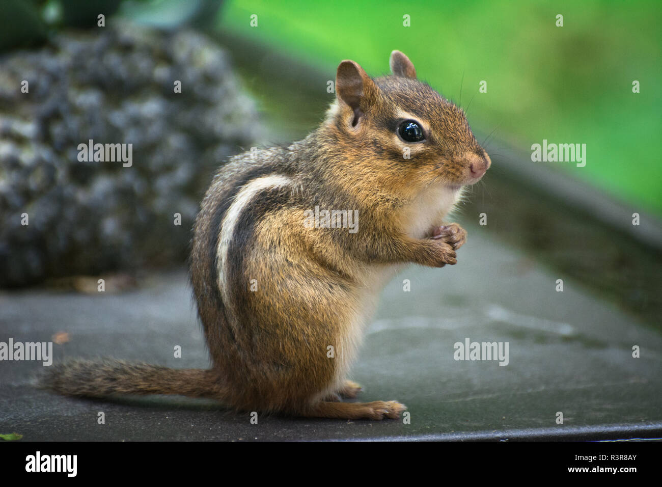Chipmunk tail hi-res stock photography and images - Alamy