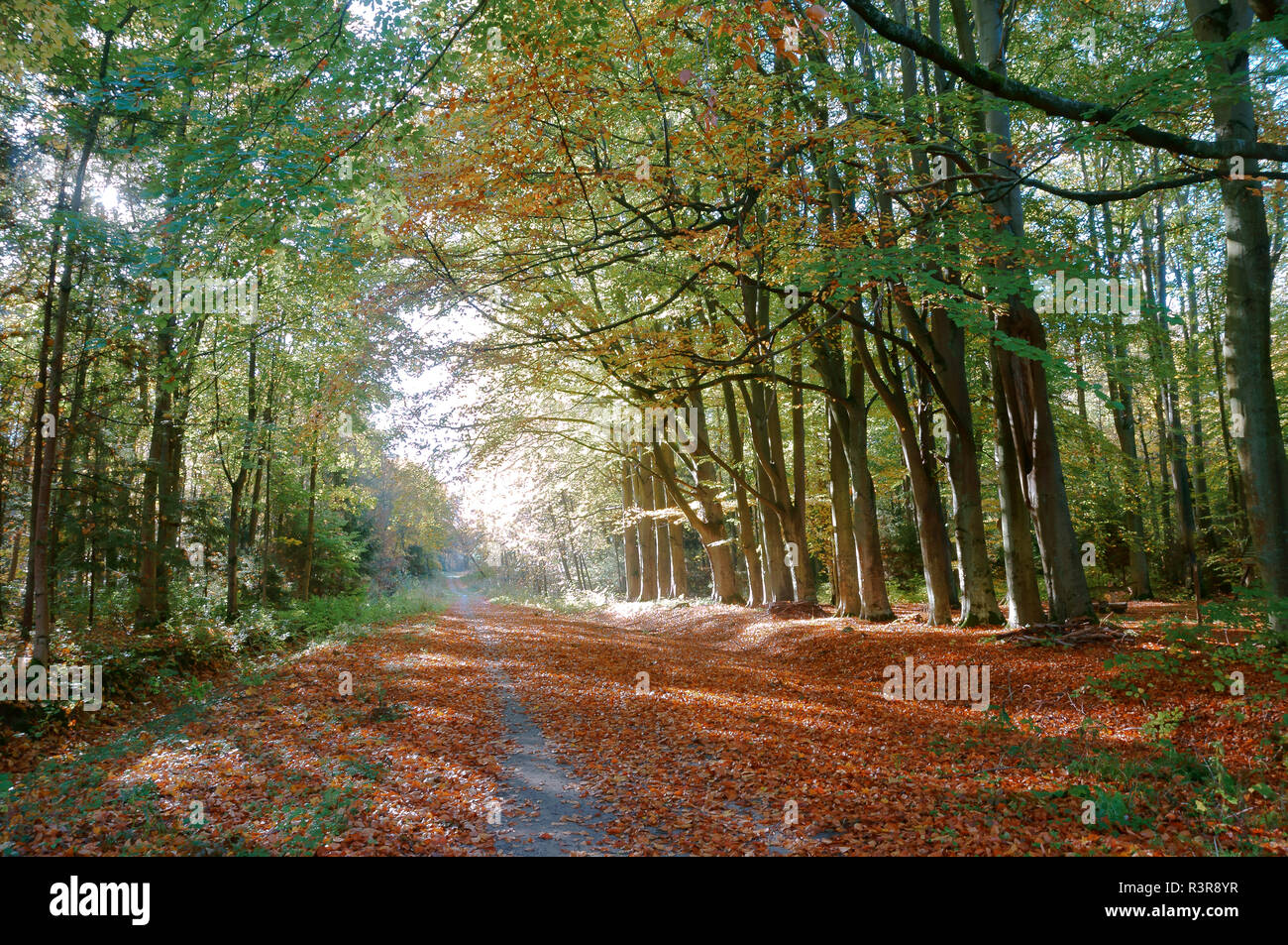 roadside trees, trees on the edges of the highway, road in autumn Stock ...