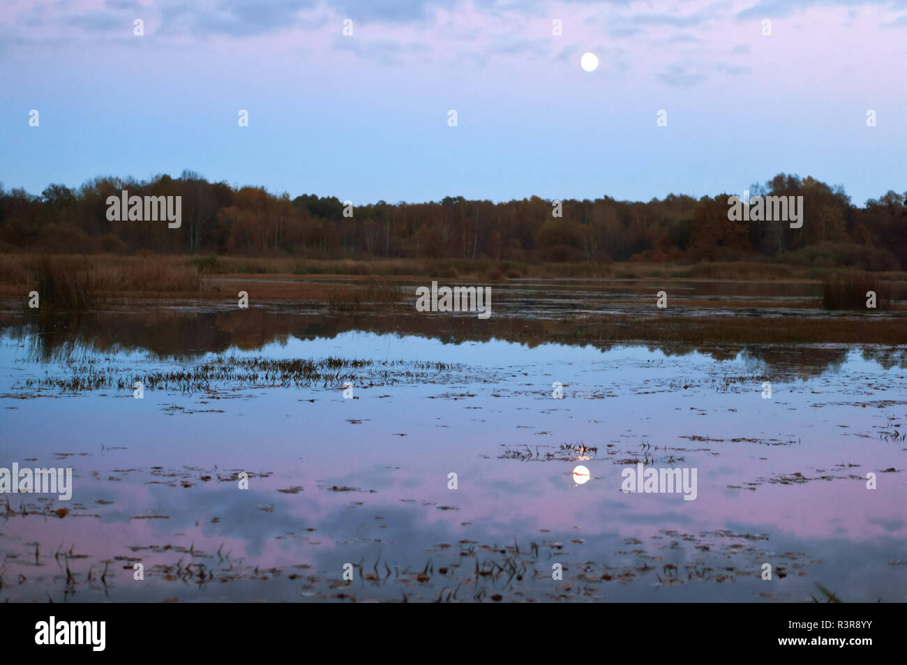 Full moon over the black forest hi-res stock photography and images - Alamy