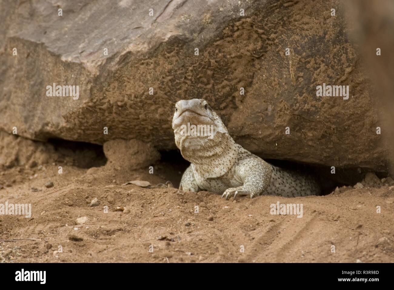 rock monitor lizzard, Varanus albigularis Stock Photo - Alamy