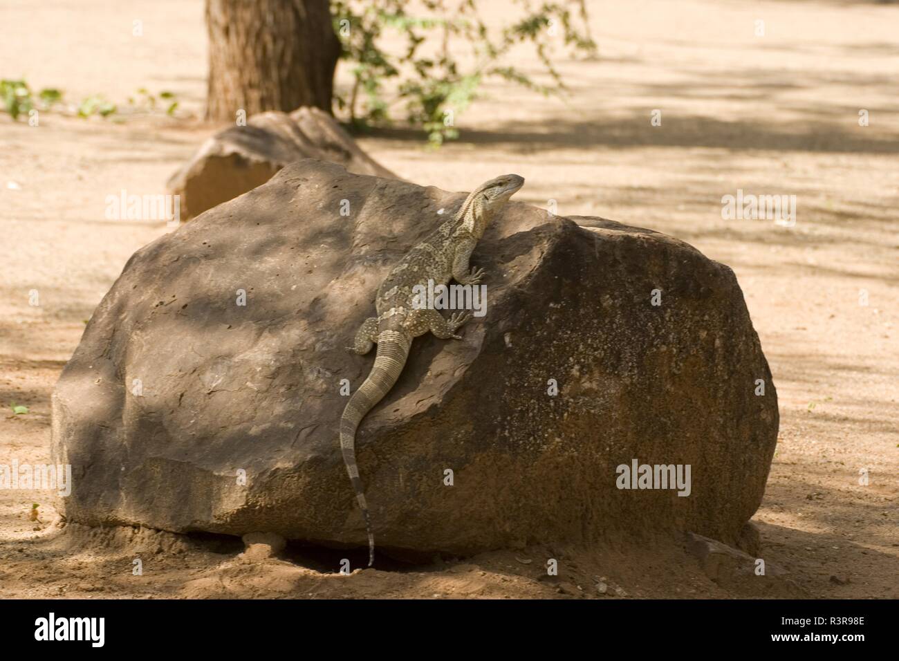 rock monitor lizzard, Varanus albigularis Stock Photo - Alamy