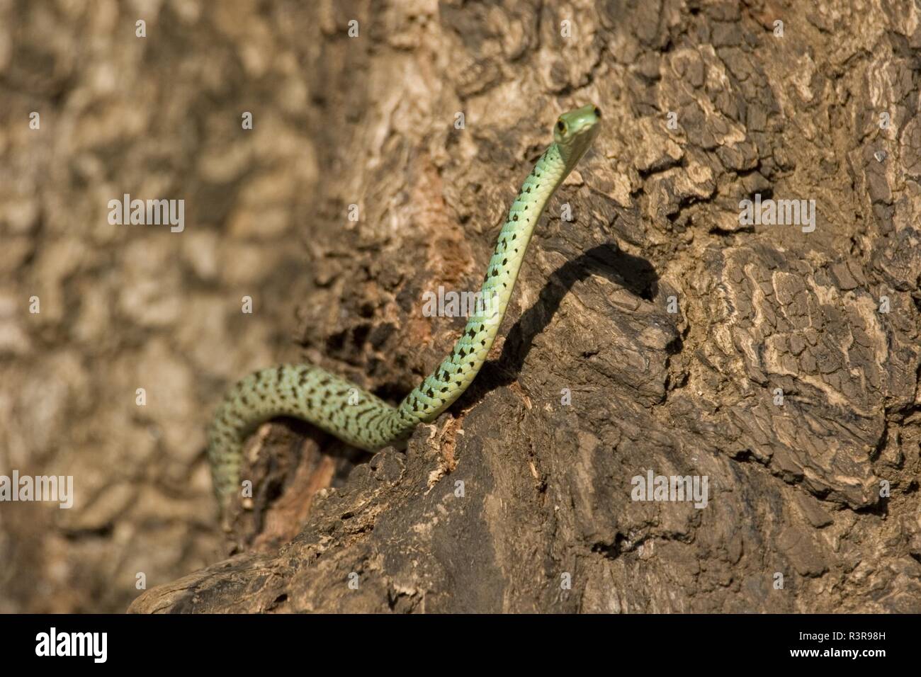 Green bush snake hi-res stock photography and images - Alamy
