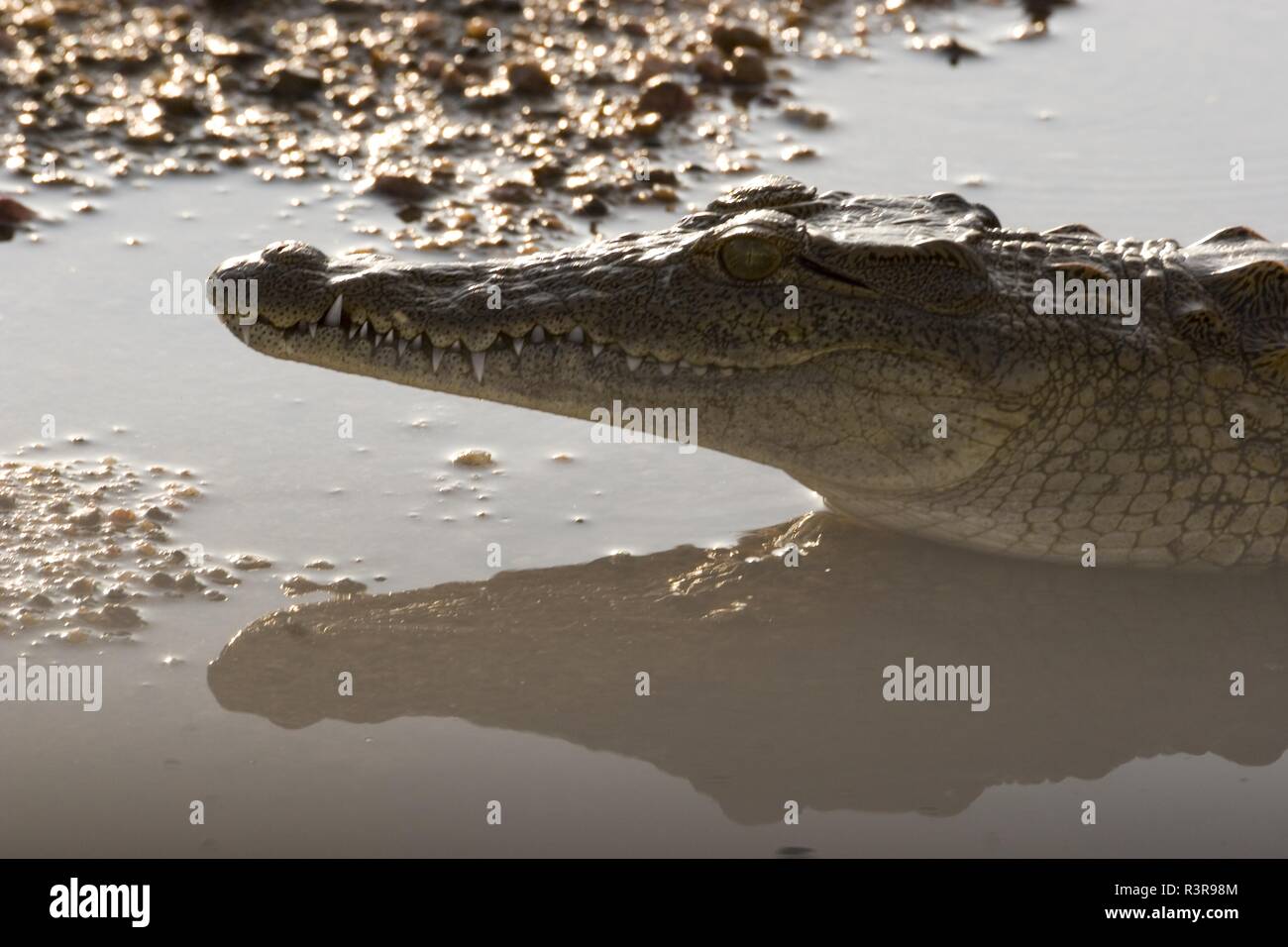 Nile croc hi-res stock photography and images - Alamy