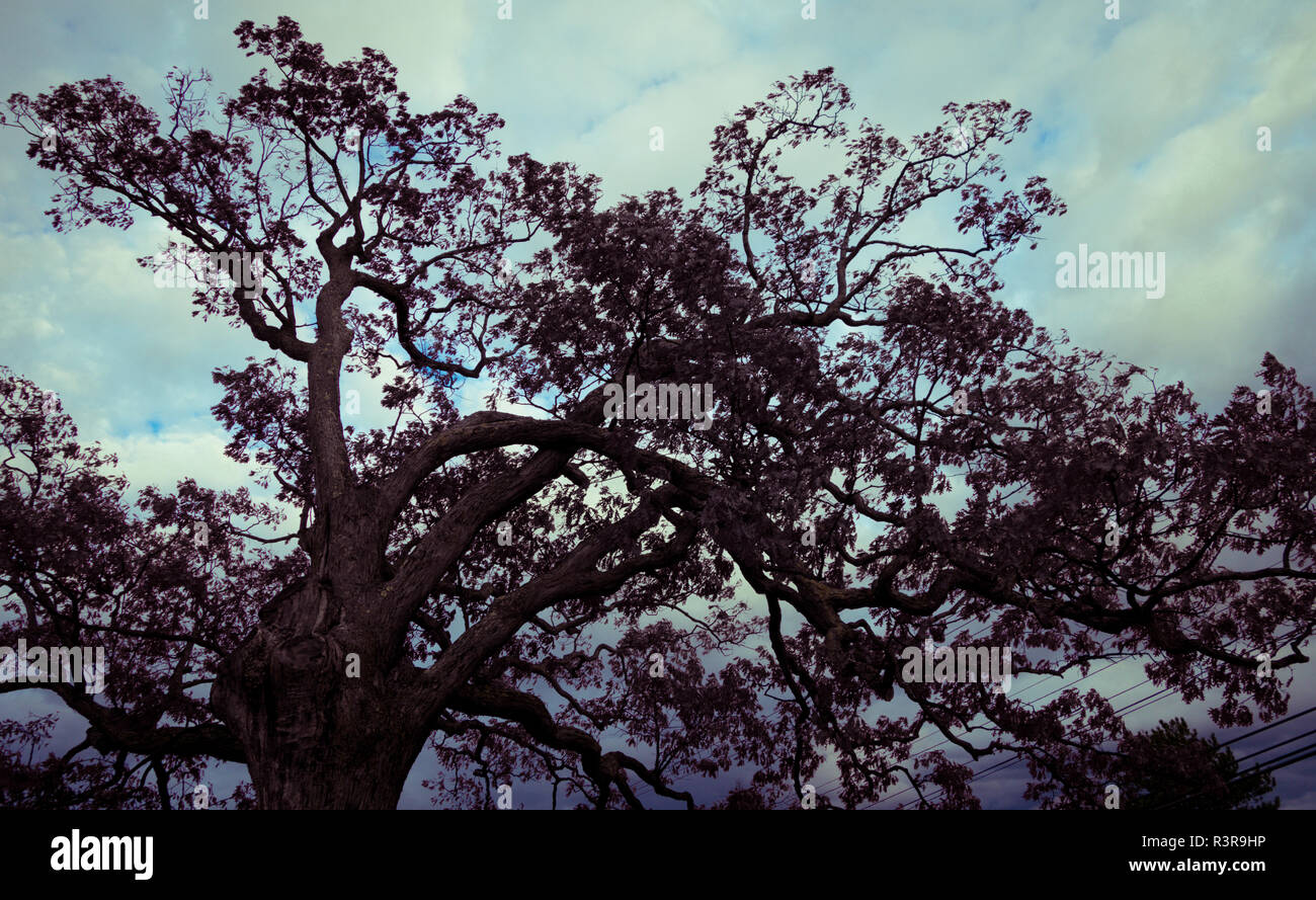 Gnarled branches hi-res stock photography and images - Alamy