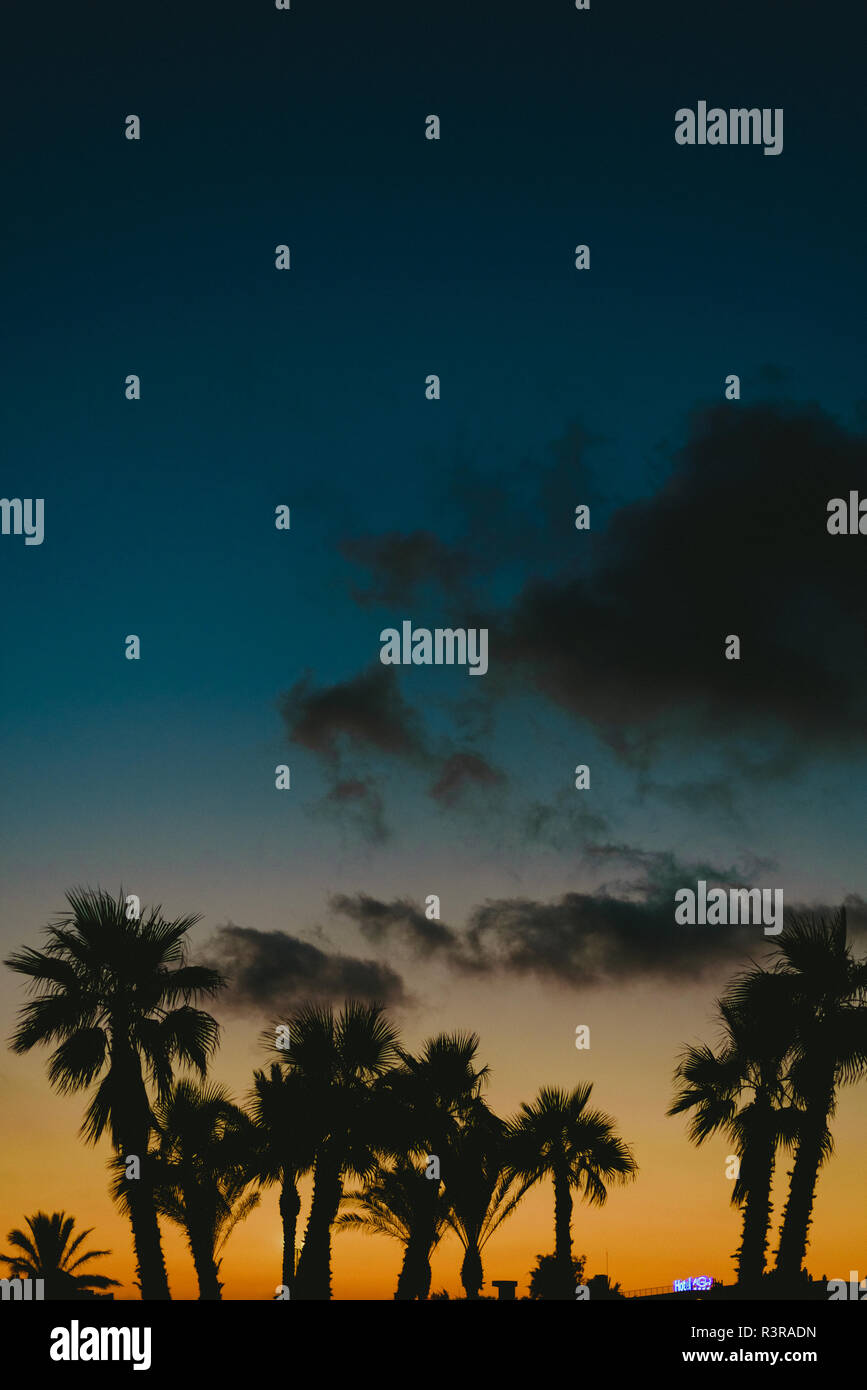 Backlit palm trees at sunset in a beach resort town in summer Stock ...