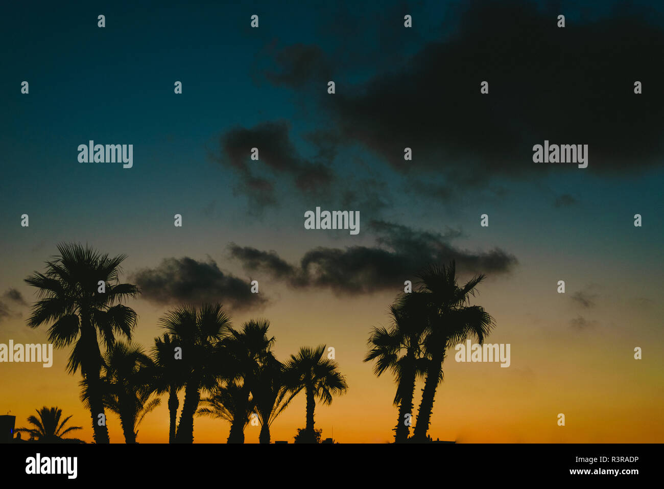 Backlit palm trees at sunset in a beach resort town in summer Stock ...