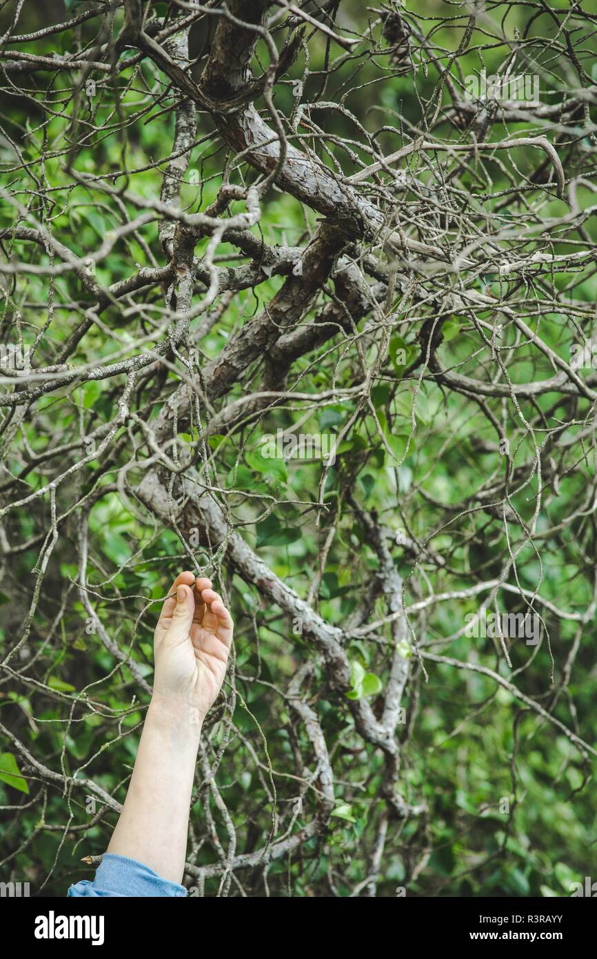 Hand reaching the highest branches of a tree Stock Photo - Alamy