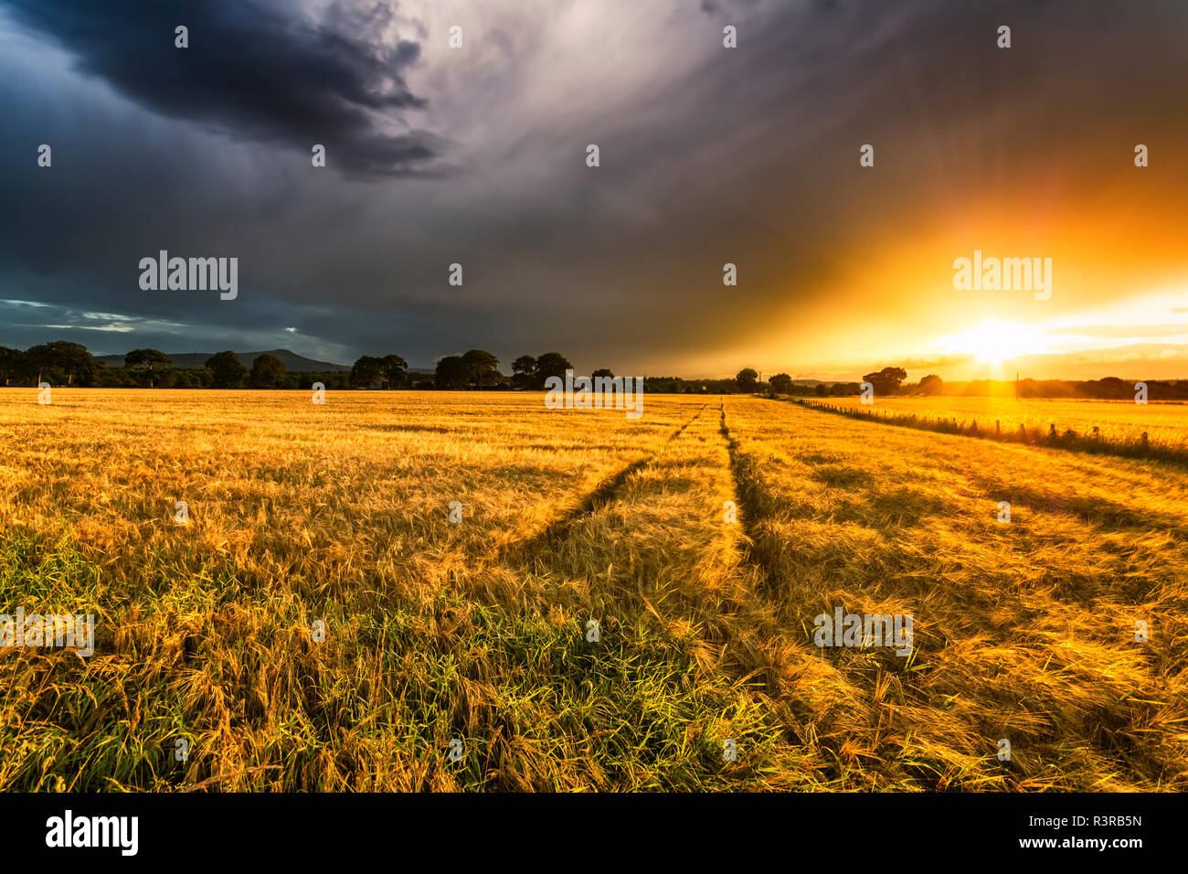 Sunset field of barley hi-res stock photography and images - Alamy