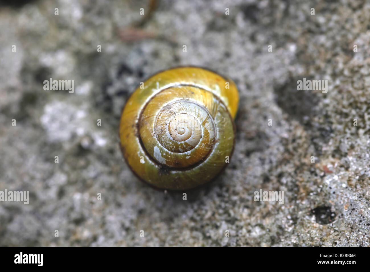 Structure of snail hi-res stock photography and images - Alamy