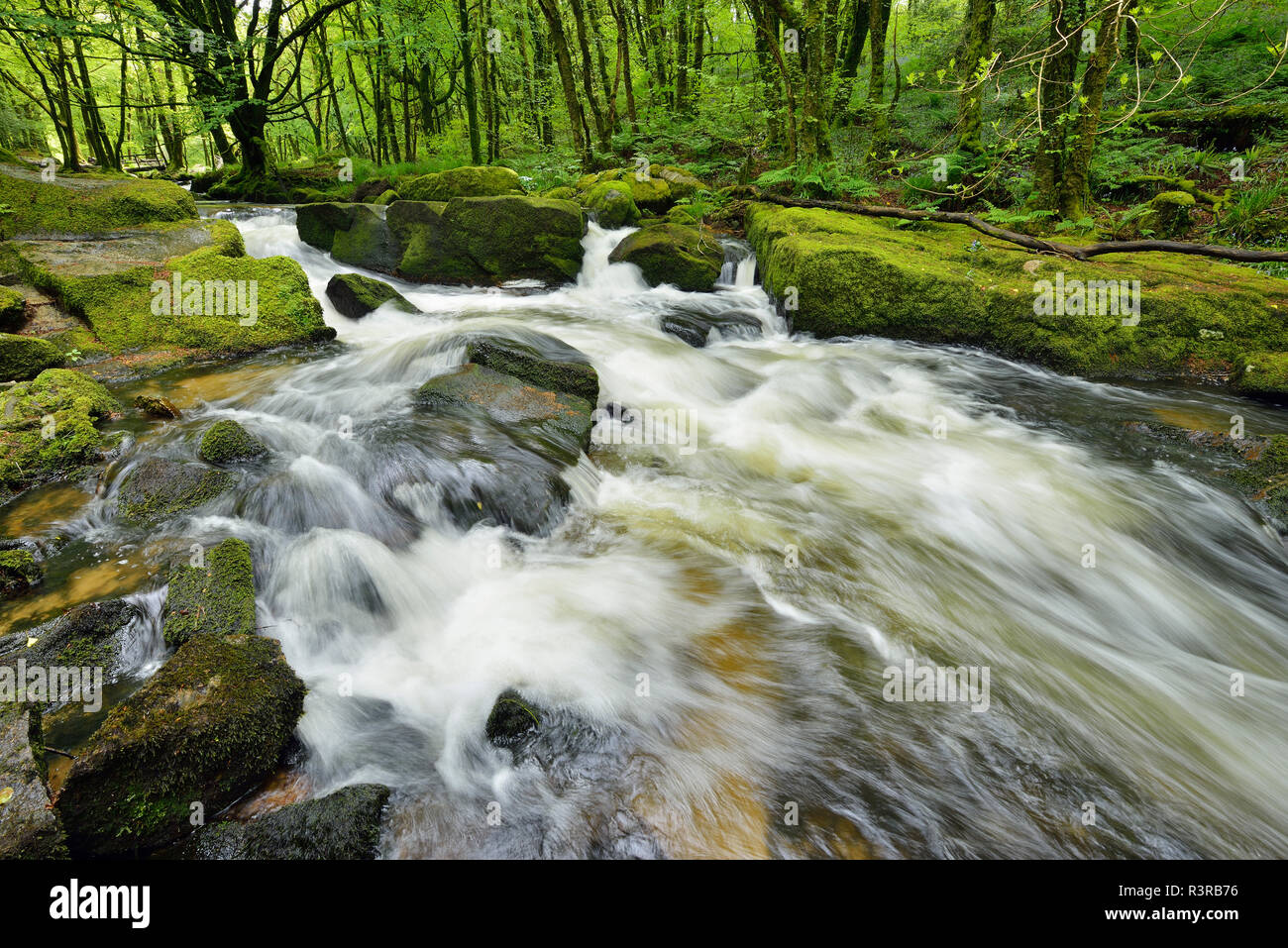 Great Britain, England, Cornwall, Liskeard, River Fowey at Golitha ...