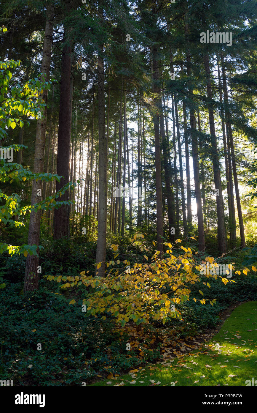 A backlit stand of trees in autumn Stock Photo - Alamy