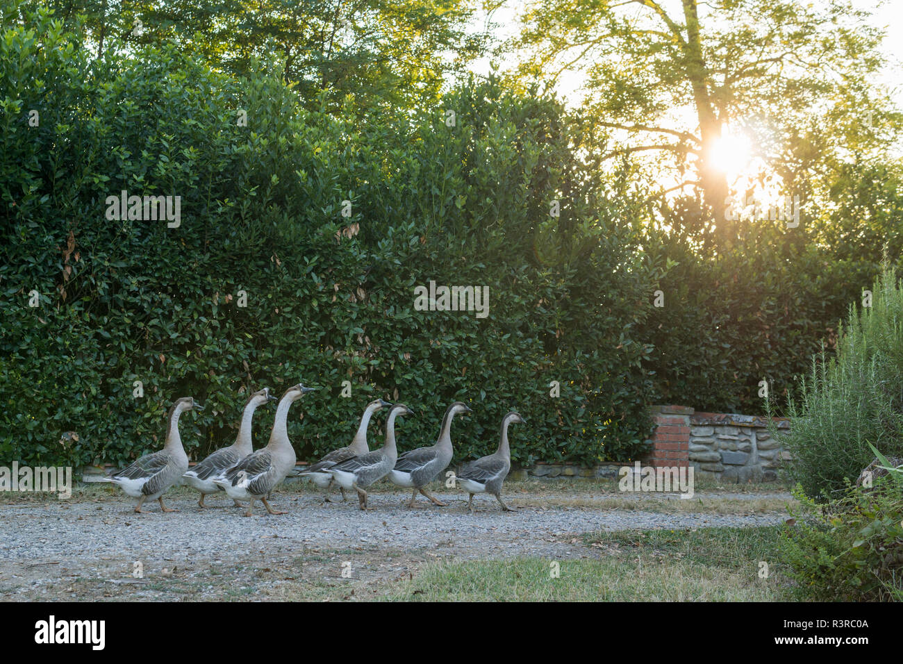 Geese walking in single file on a path Stock Photo - Alamy