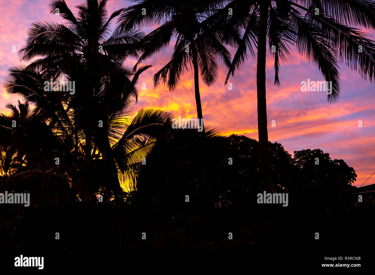 Purple hawaii plants hi-res stock photography and images - Alamy