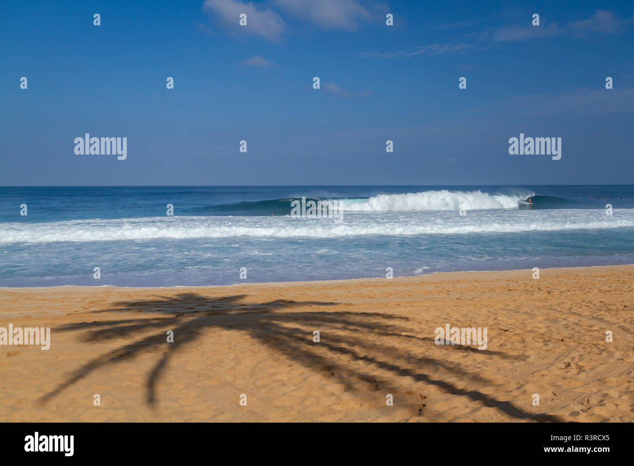 Breaking wave with palm tree shadow on the north shore of Oahu Hawaii ...