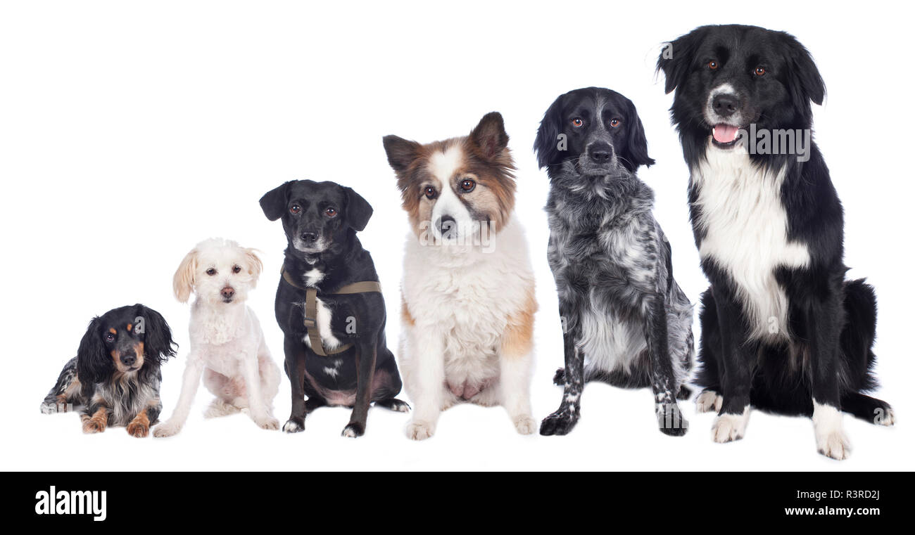 Group of mixed breed dogs Cut Out Stock Images & Pictures - Alamy