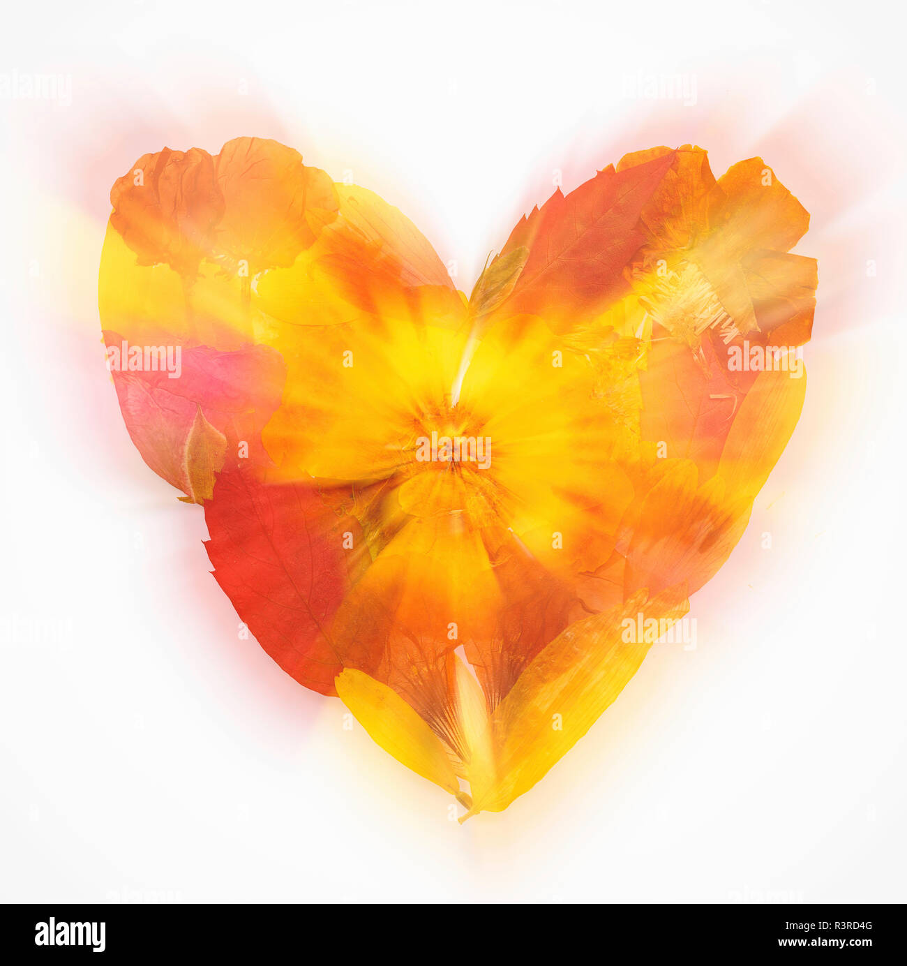 Flower with heart shaped petals hi-res stock photography and images - Alamy