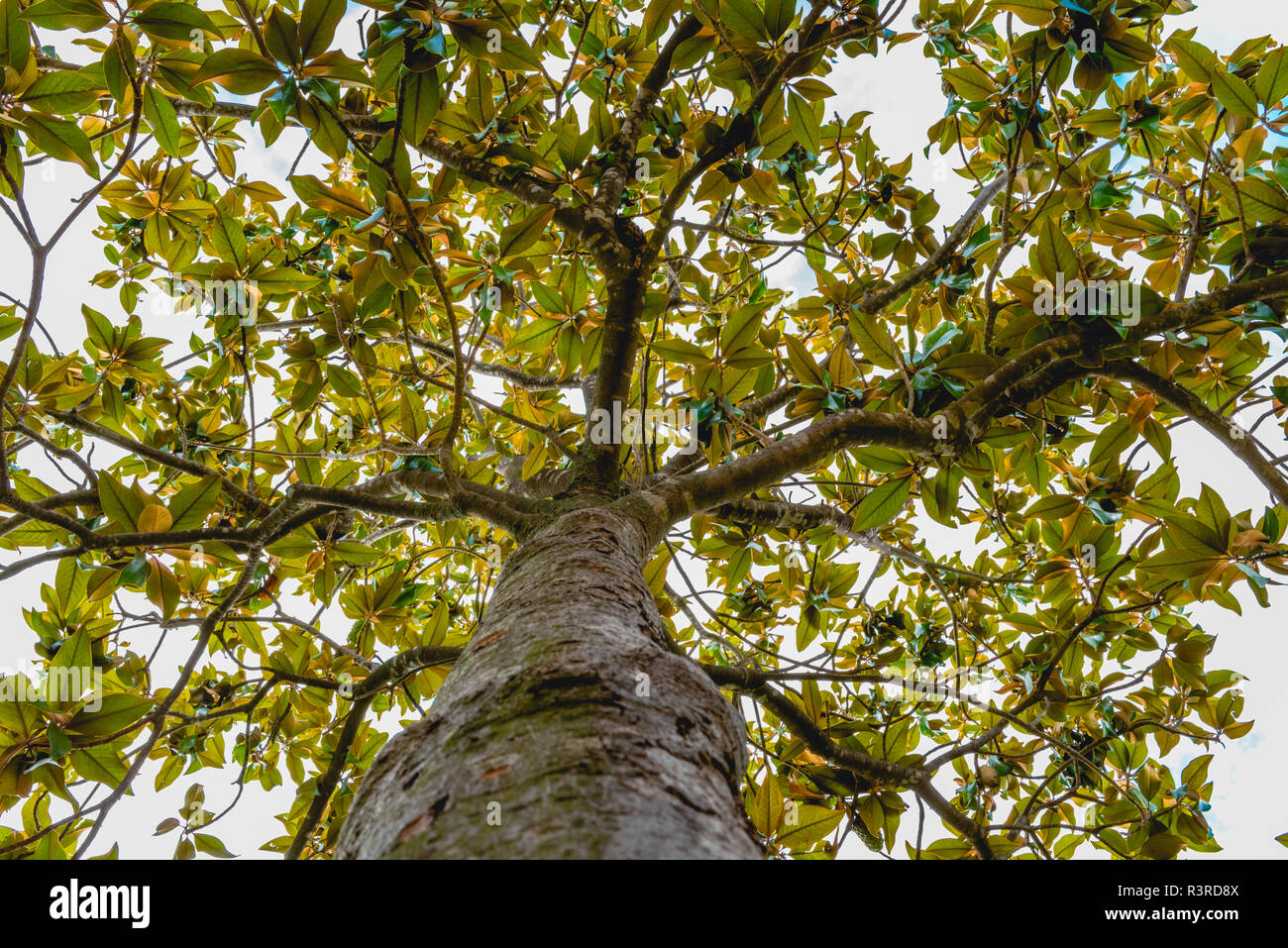 Trunk and branches of a tree Magnolia Stock Photo - Alamy