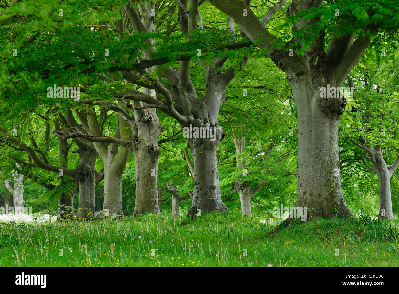 United Kingdom, England, Dorset, Old beech trees in a row Stock Photo ...