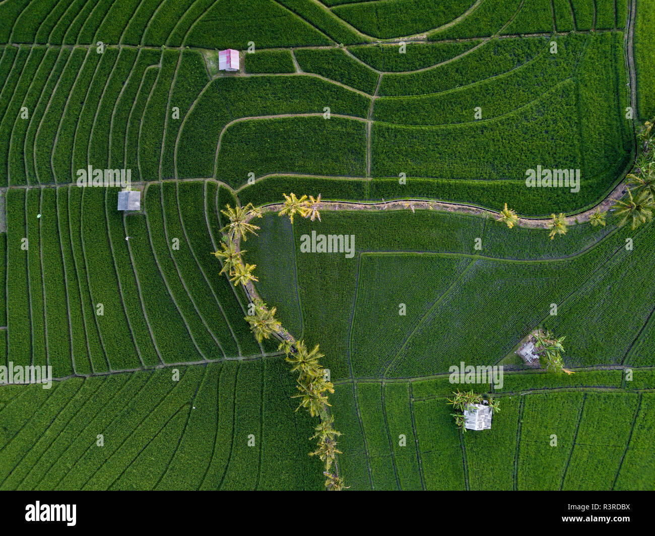 Indonesia, Bali, Aerial view of rice fields Stock Photo - Alamy