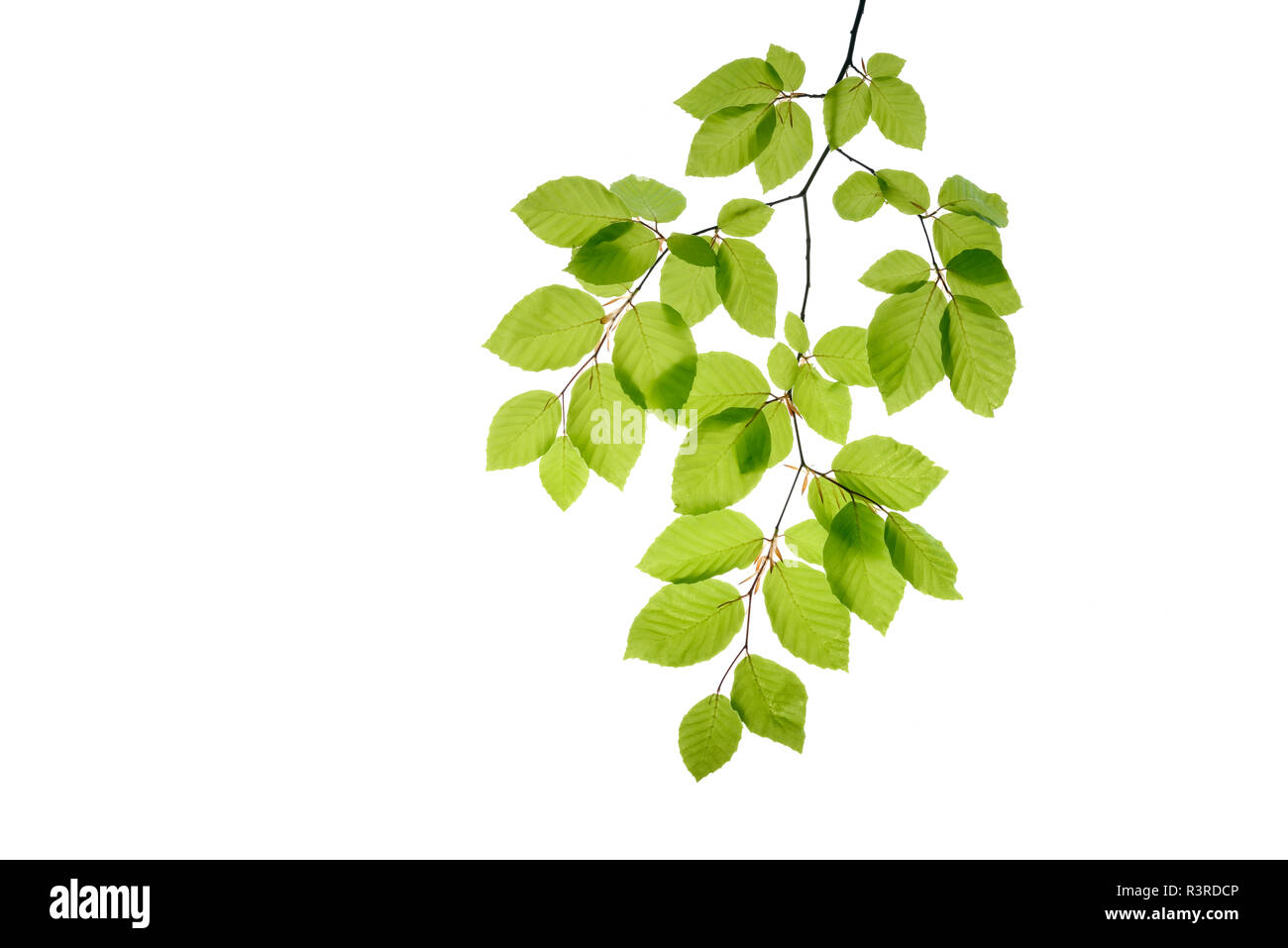 Beech tree photos hi-res stock photography and images - Alamy