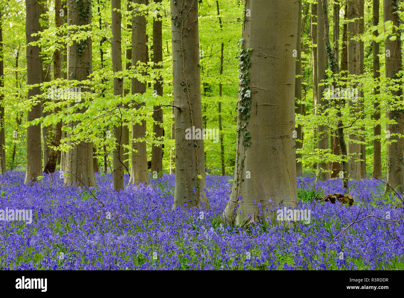 Brabant High Resolution Stock Photography and Images - Alamy