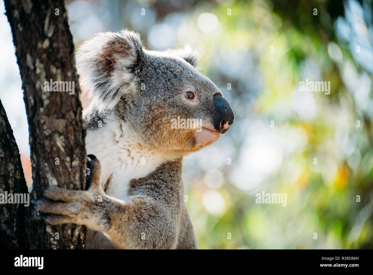 Queensland koala hi-res stock photography and images - Alamy