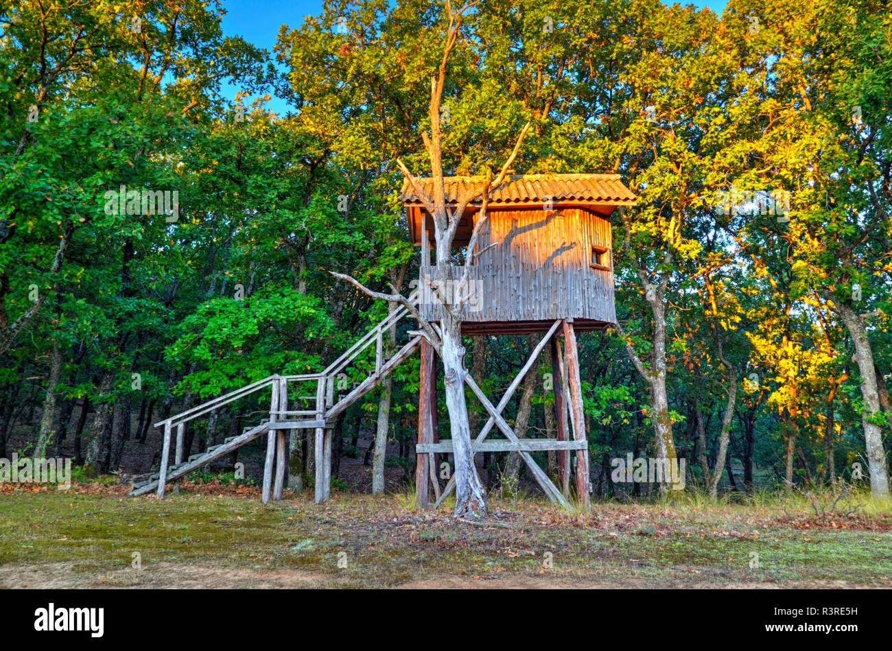 Nice wooden house in the branches of the tree Stock Photo - Alamy