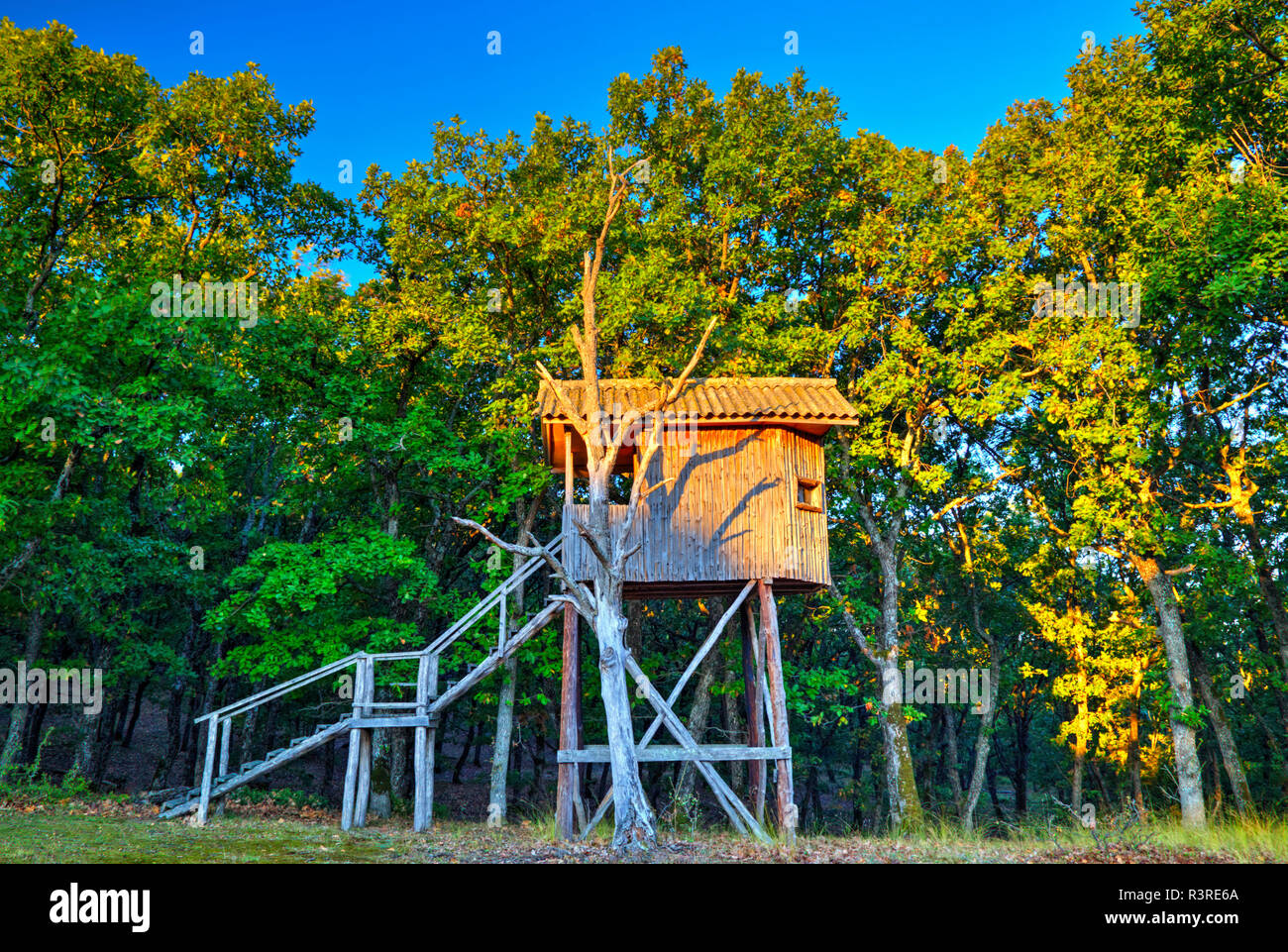 Nice wooden house in the branches of the tree Stock Photo - Alamy