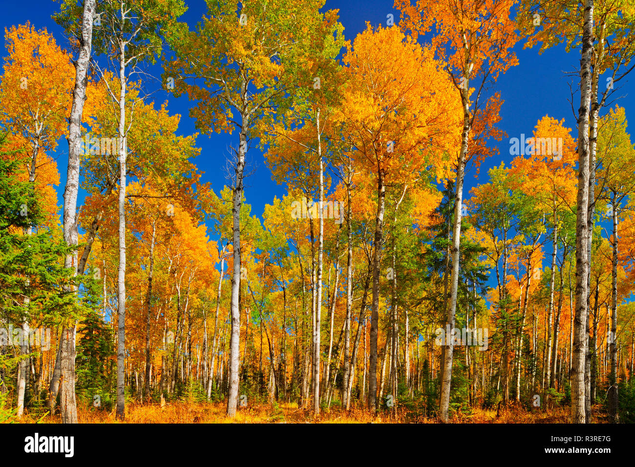 Trembling aspen hi-res stock photography and images - Alamy