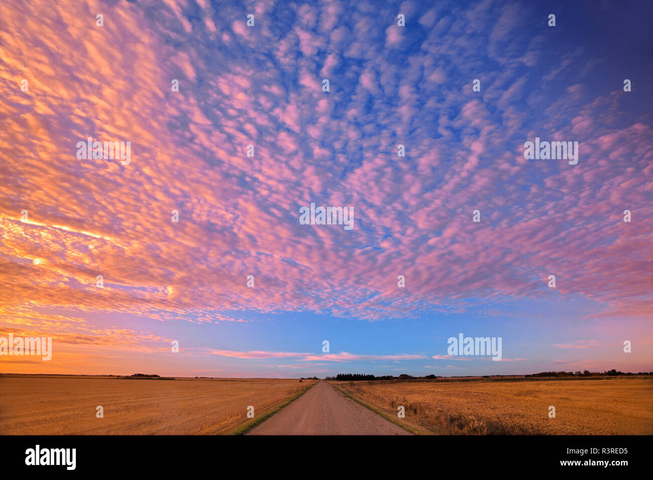 Lepine saskatchewan hi-res stock photography and images - Alamy