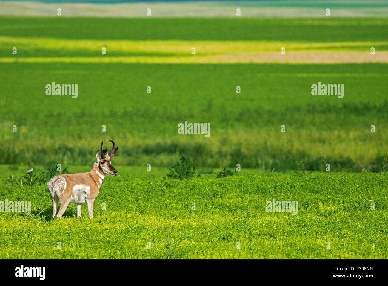 Pronghorn antelope saskatchewan hi-res stock photography and images - Alamy
