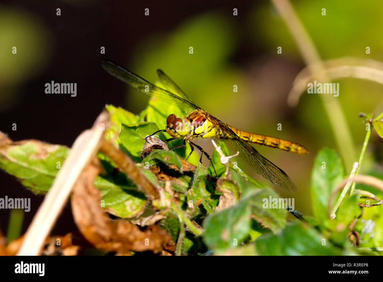 Hawker Dragonfly at rest on twig green background Stock Photo - Alamy