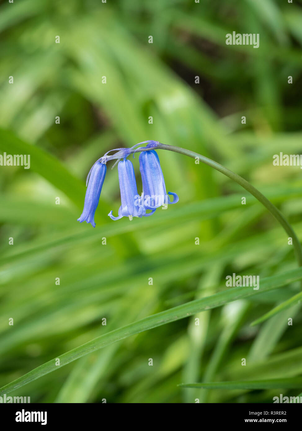 Three little bluebells photographed in April in Friston Forest, East ...