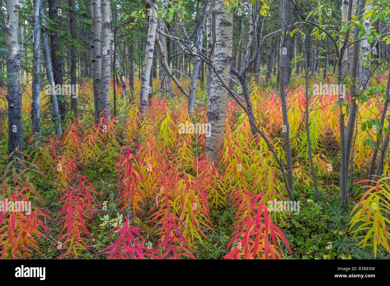 Canada, Yukon, Kluane National Park. Fireweed in aspen forest Stock ...