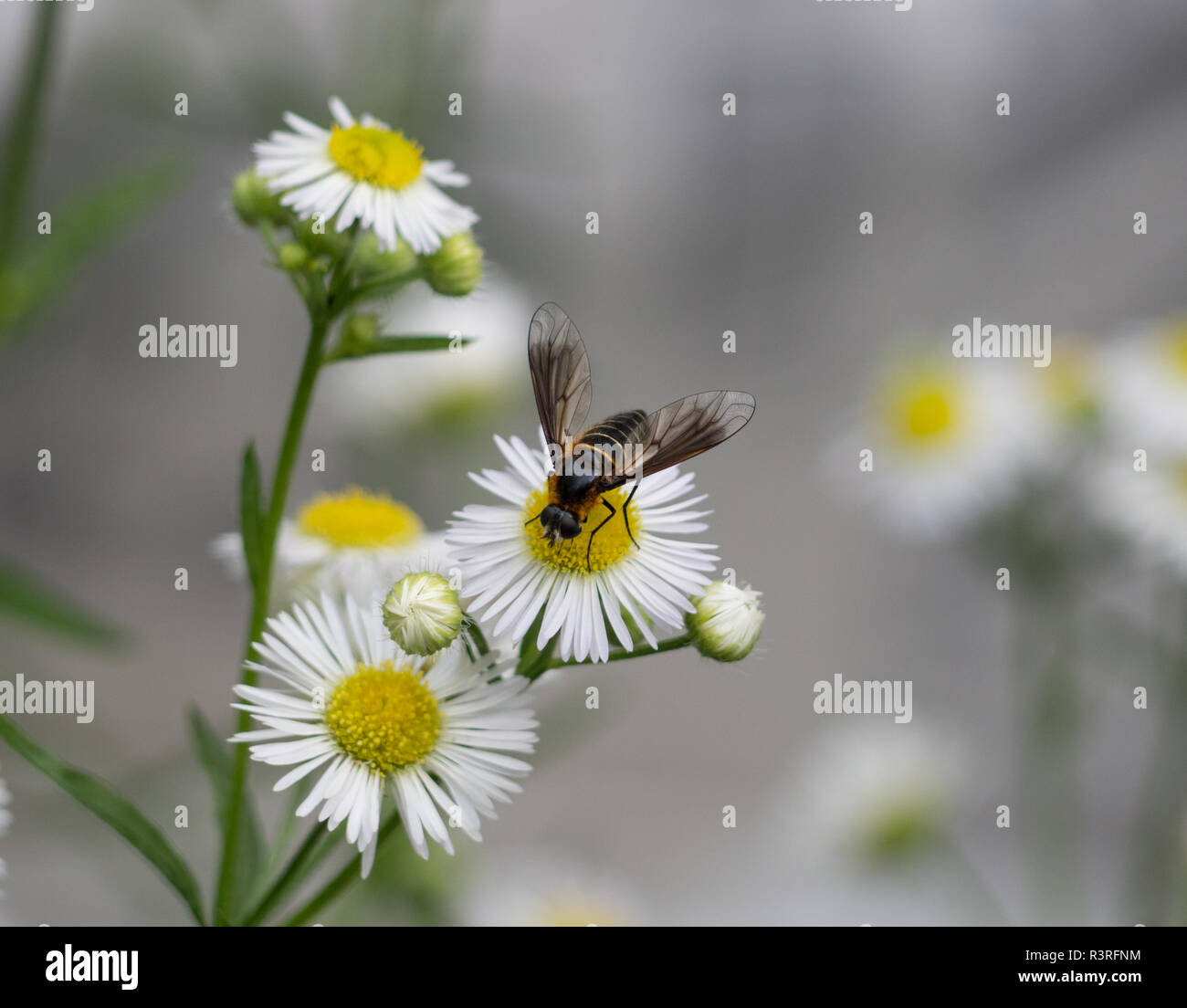 Daisy pollination hi-res stock photography and images - Alamy