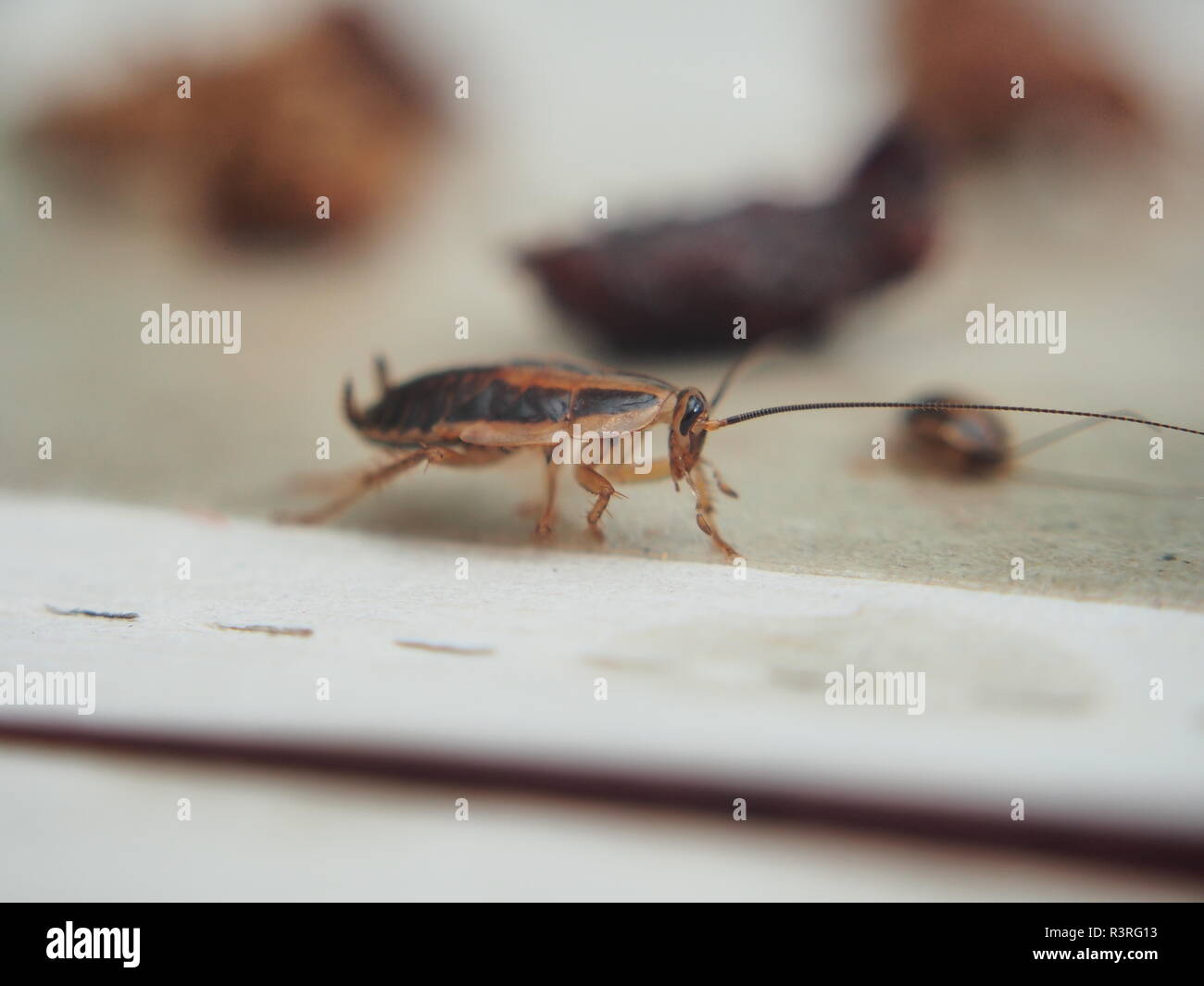 A cockroach stuck to the sticky paper. Domestic insect. Close up Stock ...